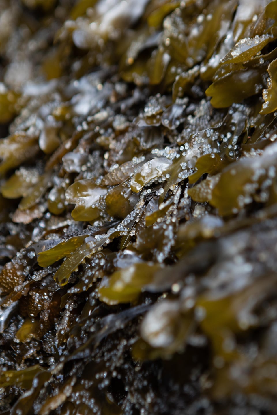 Le hareng, cœur battant de l’océan | Radio-Canada.ca