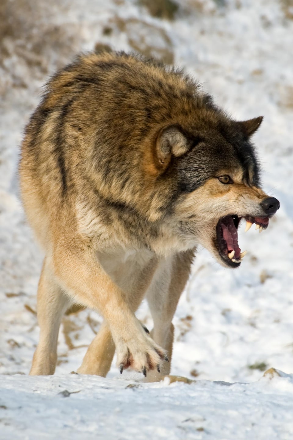 Il marche avec les loups | Radio-Canada.ca