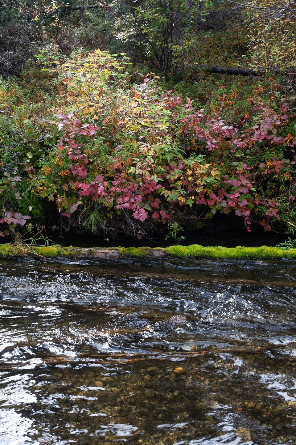 Lueur d’espoir pour le retour du saumon au ruisseau Michie | Radio ...