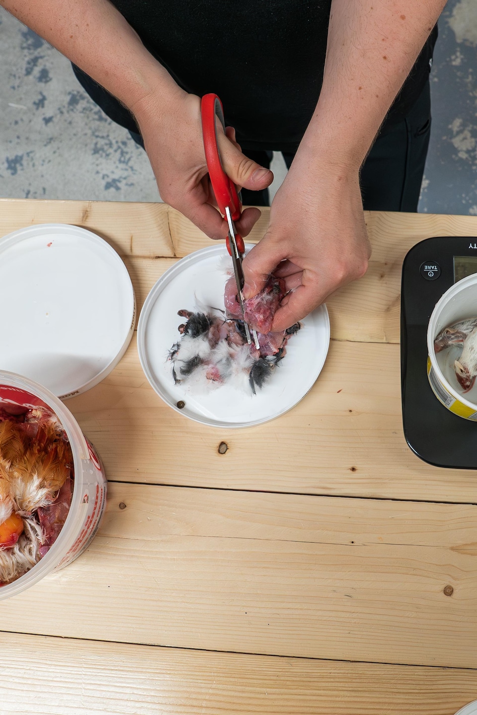 Godbout: un ultime refuge pour les oiseaux de proie | Radio-Canada.ca