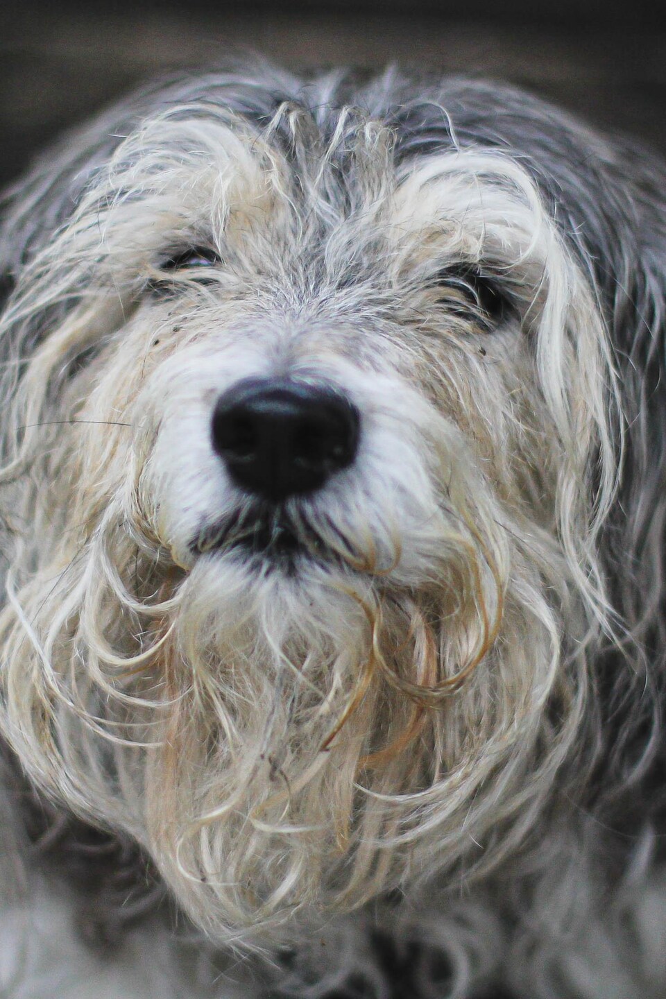 Un amour inconditionnel | Radio-Canada.ca