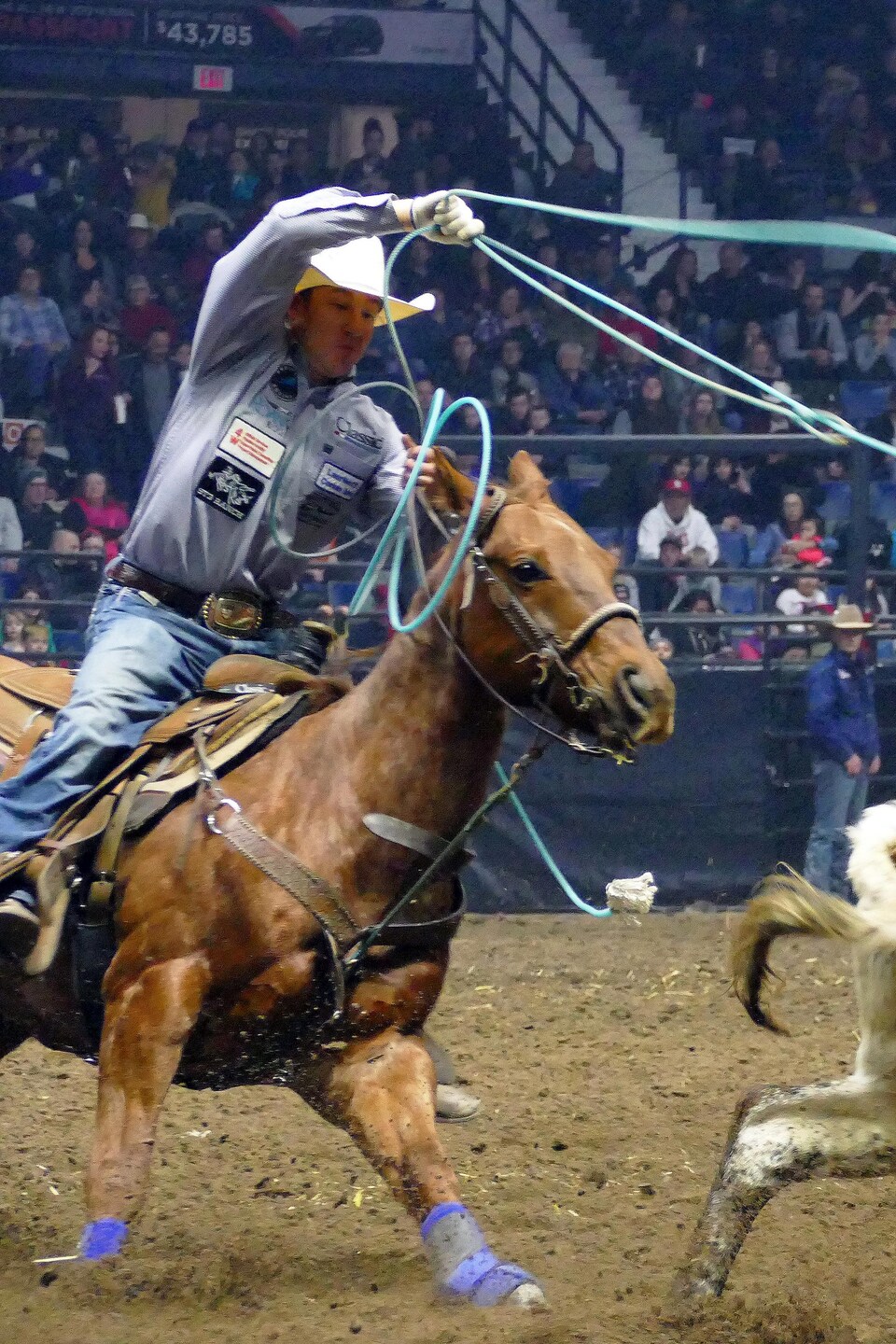 Le rodéo, une affaire de coeur et de rigueur | Radio-Canada.ca