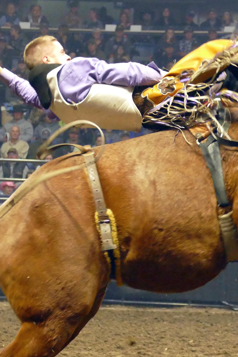 Le rodéo, une affaire de coeur et de rigueur | Radio-Canada.ca