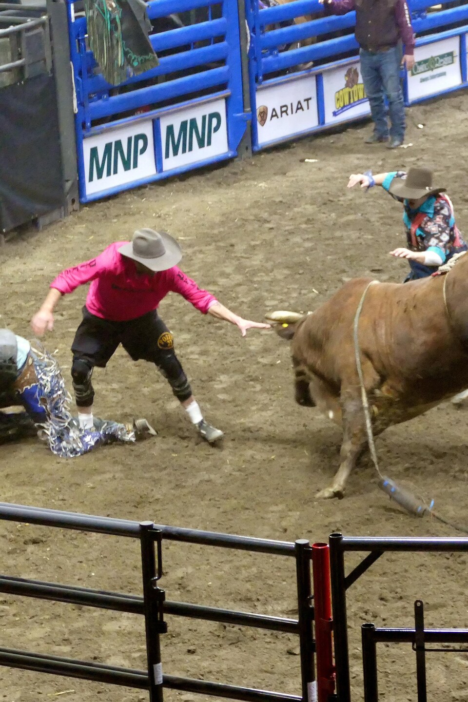 Le rodéo, une affaire de coeur et de rigueur | Radio-Canada.ca