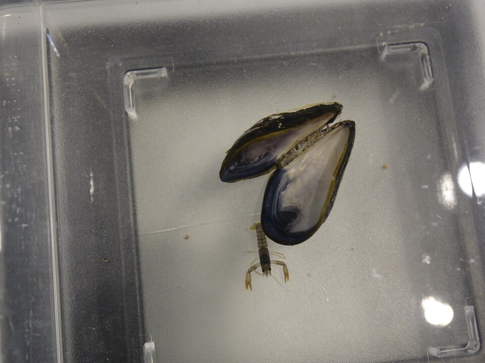 Du homard vivant au musée | ICI Radio-Canada.ca