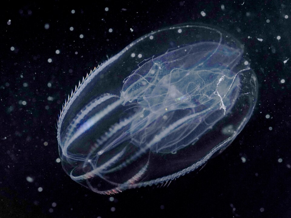 Le plancton change radicalement selon la latitude | Radio-Canada.ca