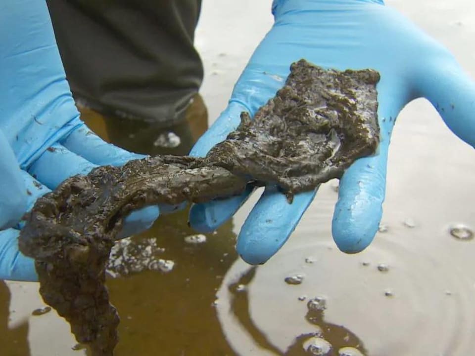 Les algues bleu-vert ont carte blanche au Québec | Radio-Canada.ca