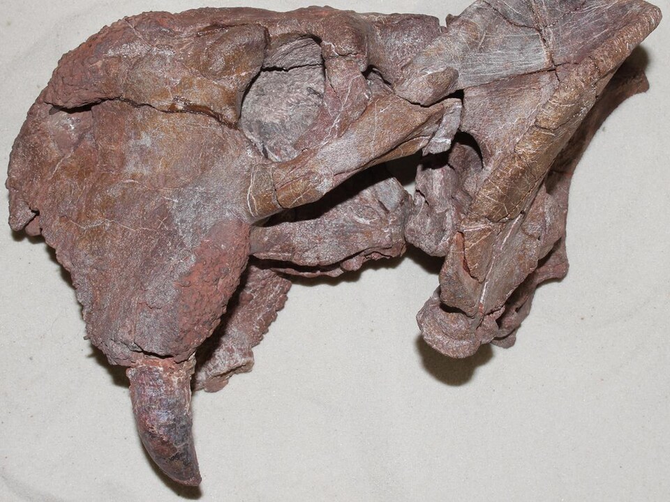 Des fossiles de dicynodontes révèlent l’évolution des défenses | Radio ...