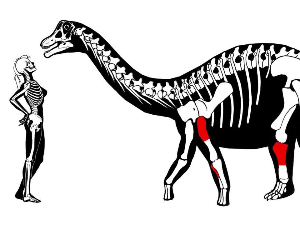 Voici le Yamanasaurus lojaensis ! | Radio-Canada.ca