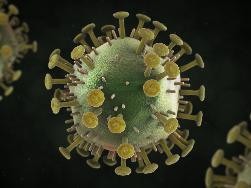 Une nouvelle cachette du VIH découverte dans le pénis | Sida : sur les ...