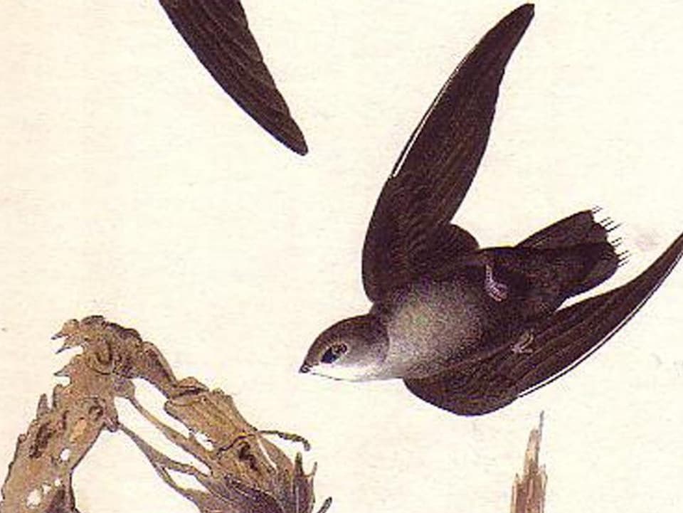 Une communauté construit une cheminée pour sauver des oiseaux | ICI ...