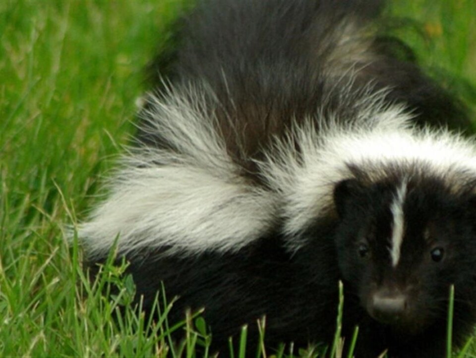 Éliminer l’odeur désagréable des moufettes grâce à un champignon ...
