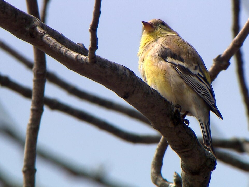 L’ornithologie citoyenne au temps de la pandémie | Coronavirus | Radio ...