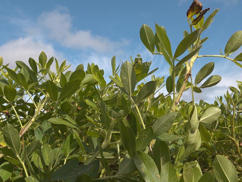 Produire des arachides au Canada | ICI Radio-Canada.ca