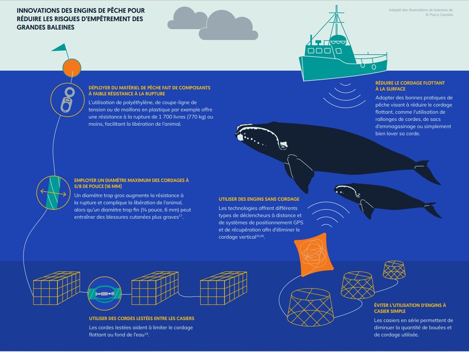 Un guide pour aider les pêcheurs à mieux naviguer dans l’habitat des baleines | Radio-Canada.ca