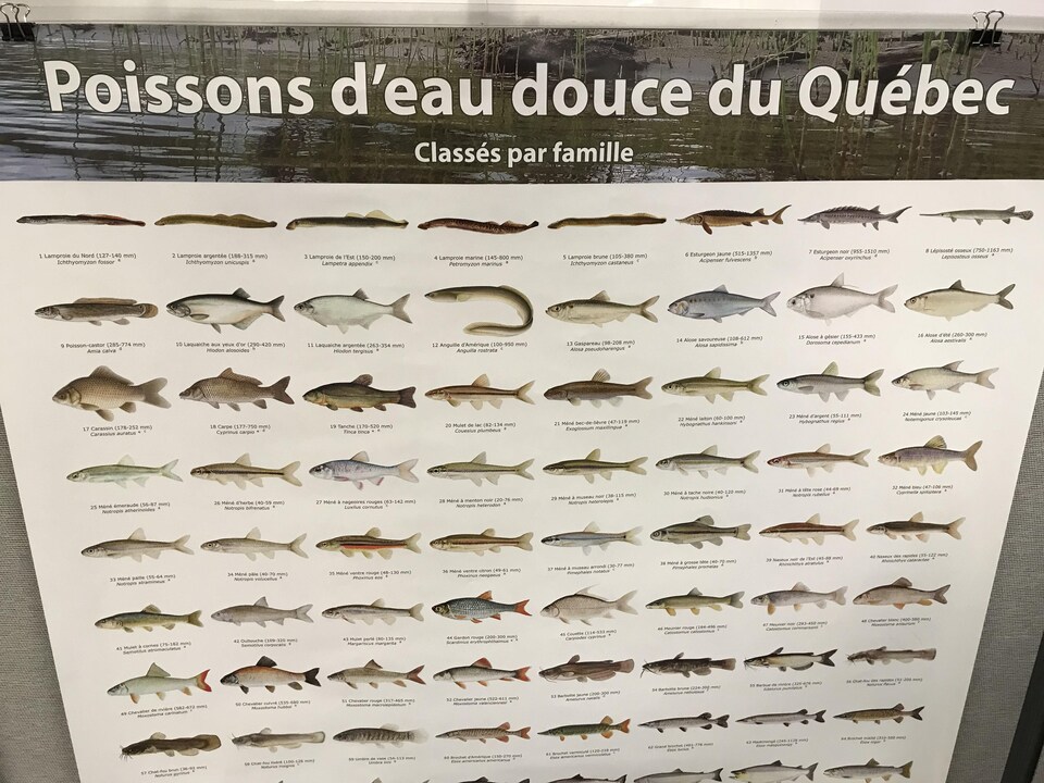 Quand « ouverture de la pêche » rime parfois avec « braconnage ...