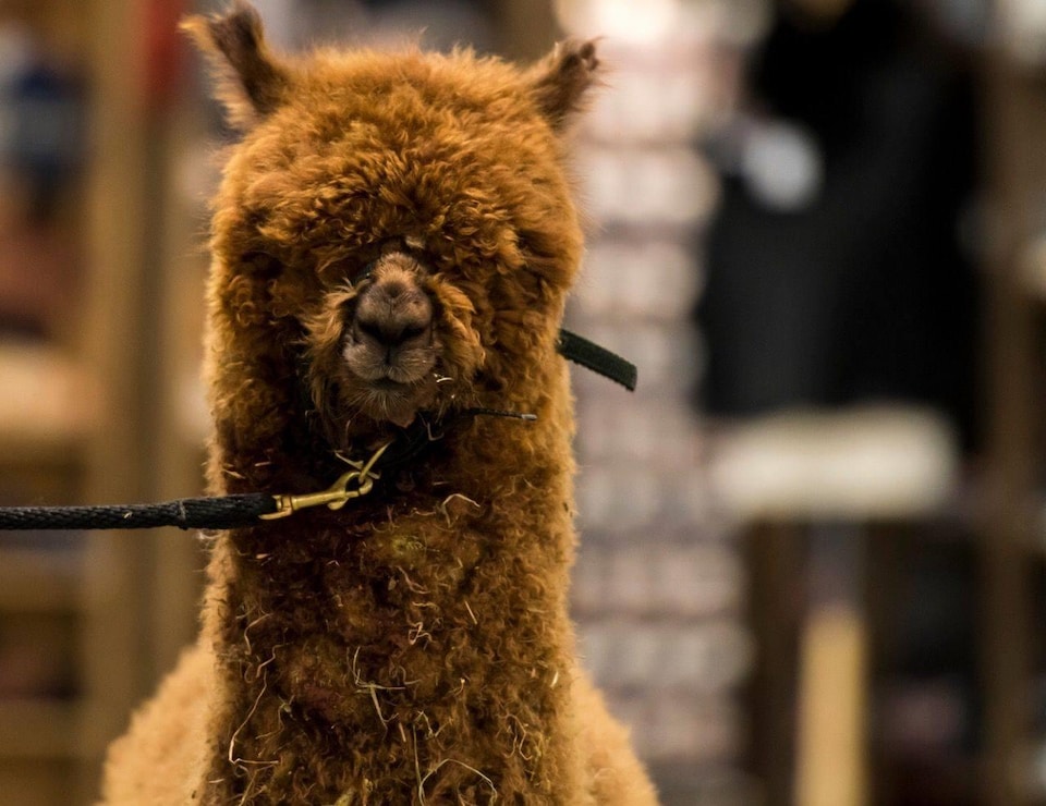 Engouement pour l'alpaga au Québec | Radio-Canada.ca