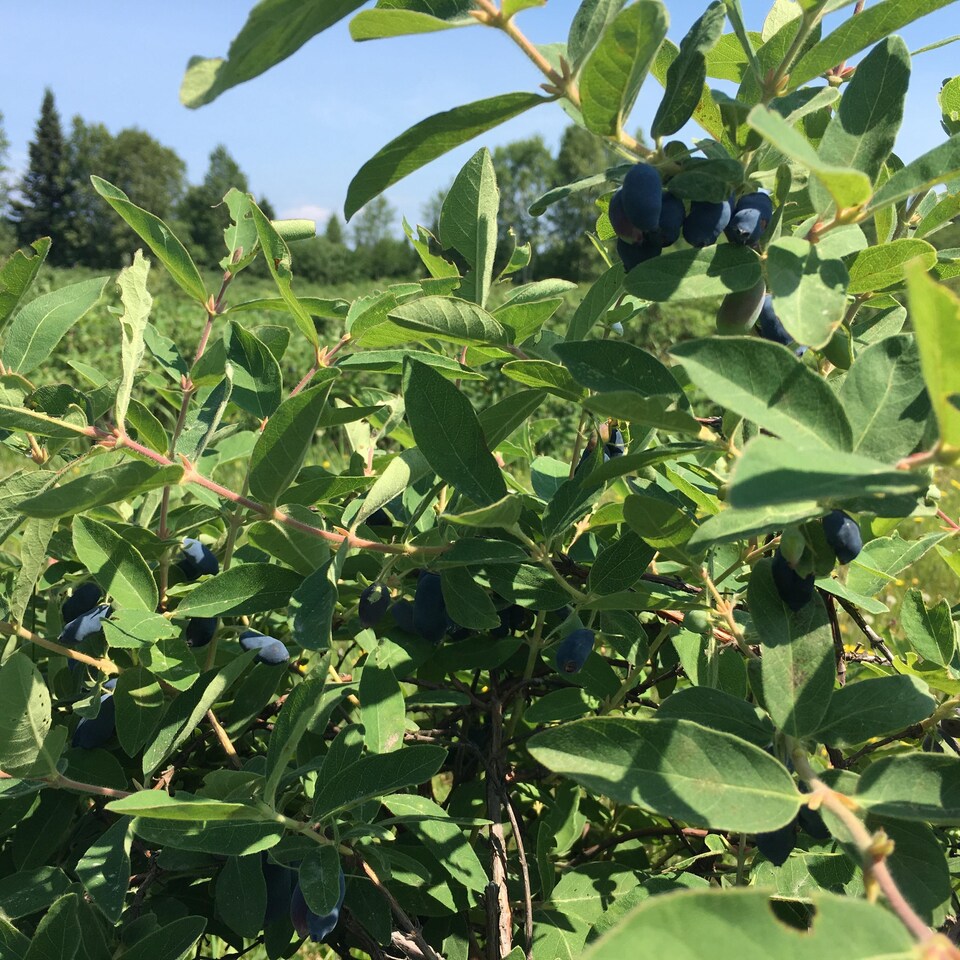 La camerise, un petit fruit bleu qu’il faut se presser de ramasser ...