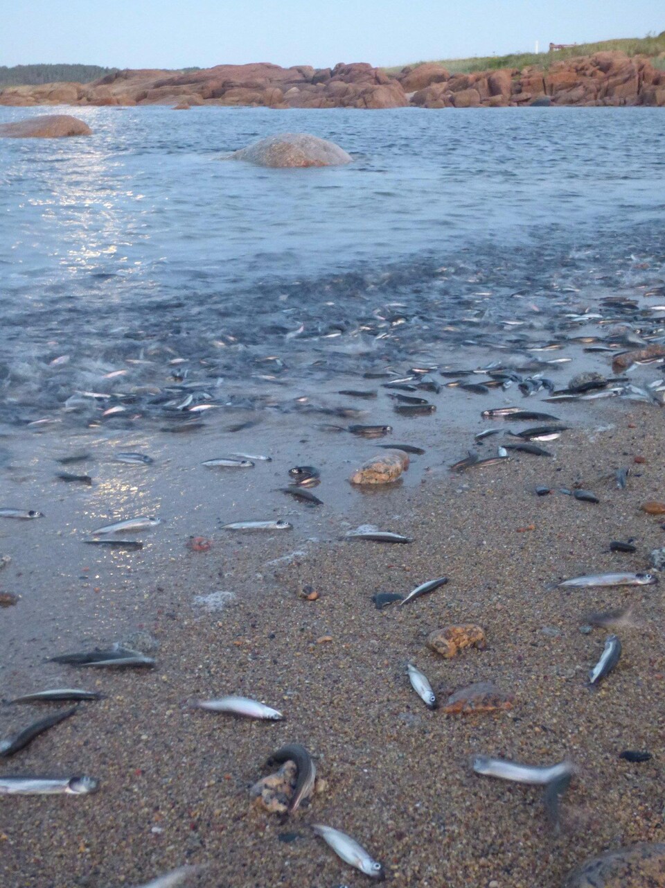 Ottawa soutient la recherche sur la reproduction du capelan de la Côte ...