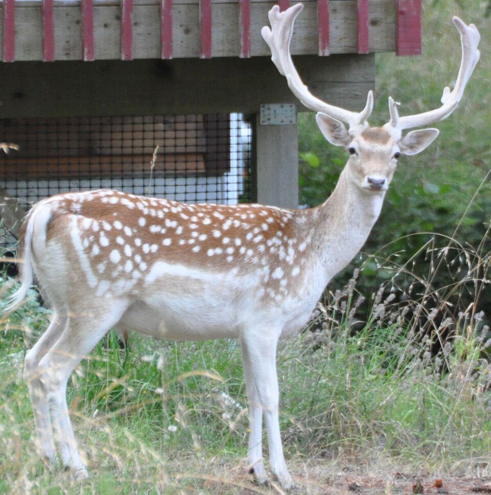 Des daims menacent l’écosystème sur l’île Mayne | Radio-Canada.ca