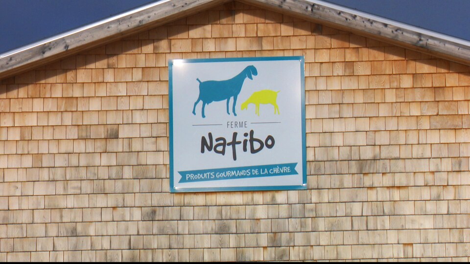 Production de fromage de chèvre : entre rêve et réalité | Radio-Canada.ca