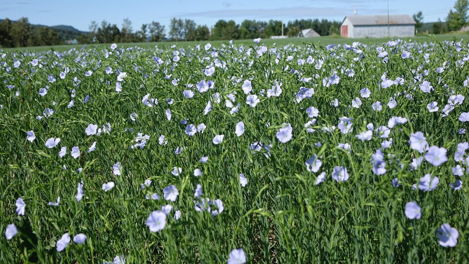 La culture du lin intéresse de plus en plus de producteurs du Bas-Saint ...