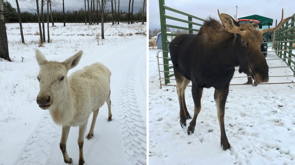 Gilles Boudreau, un guide animalier heureux à Timmins | Radio-Canada.ca
