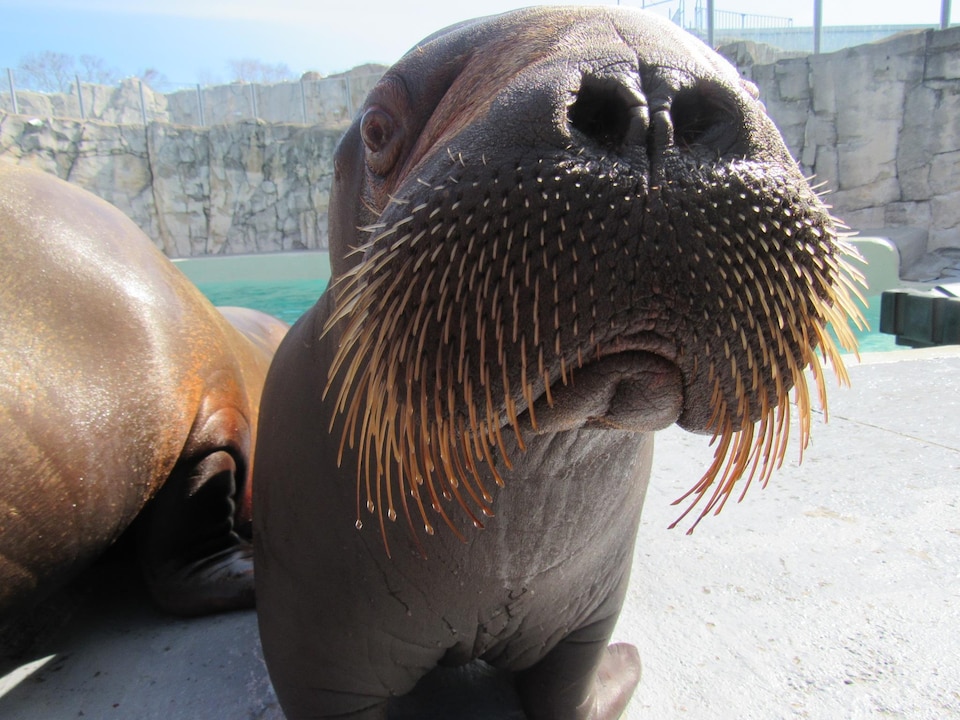 Les bébés morses quittent l’Aquarium de Québec | Radio-Canada.ca