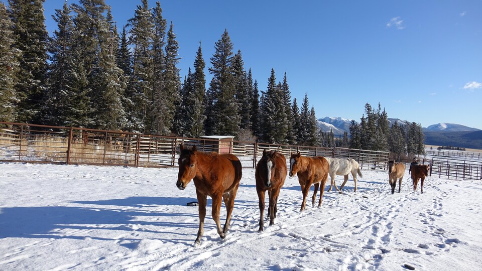 Découverte d'un joyau, là où naissent les chevaux de Parcs Canada ...