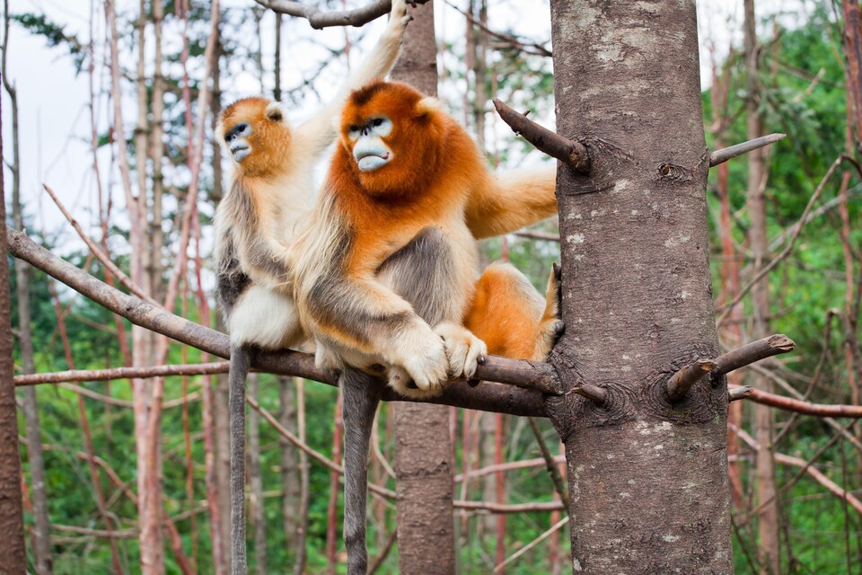 Allaitement partagé observé chez le singe doré | Radio-Canada.ca