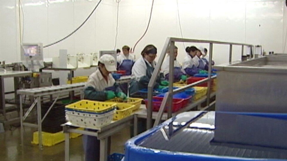 Assurance-emploi : la Poissonnerie Cloridorme plaide coupable | Radio ...