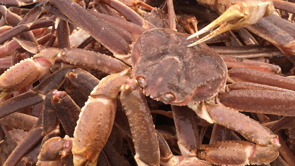 Crabe des neiges : St. Mary’s se réjouit, d’autres se sentent exclus ...