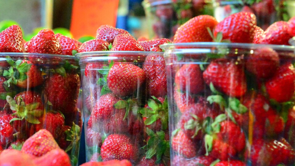 Bonne saison pour les producteurs de fraises de l’Est-du-Québec | Radio ...