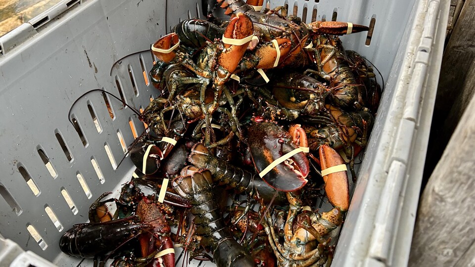 Homard : les américains augmentent la taille minimale des homards pêchés
