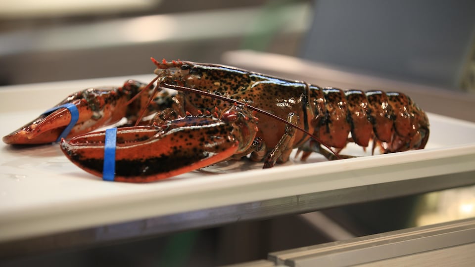 Les changements climatiques changent l'industrie de la pêche au homard ...