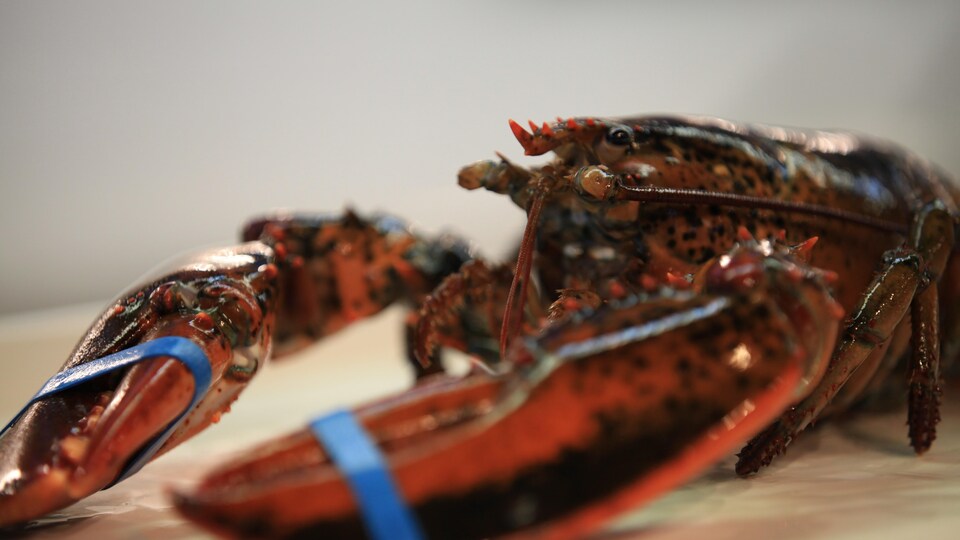 Une taille maximale pour les homards pêchés aux îles de la Madeleine ...