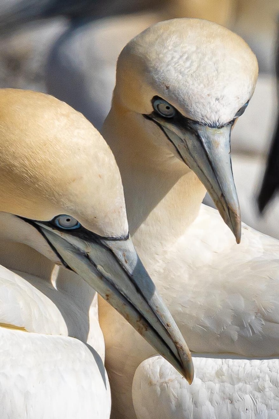 Des petits fous de Bassan par milliers à l’île Bonaventure | Radio ...