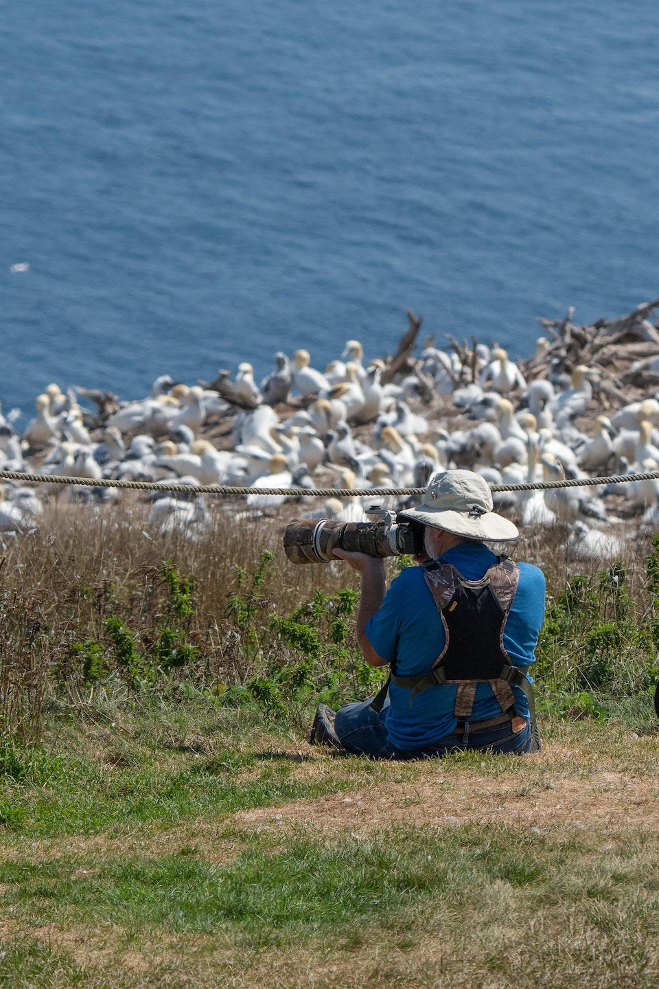 Des petits fous de Bassan par milliers à l’île Bonaventure | Radio ...