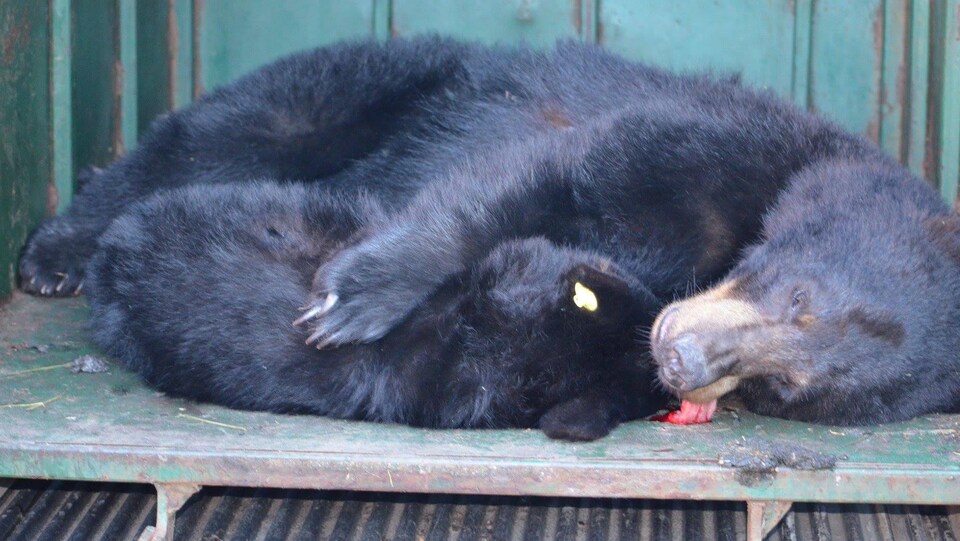 Une maman ourse et son petit en visite à Aylmer | ICI Radio-Canada.ca