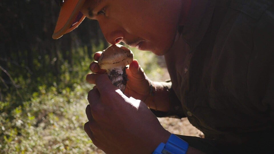 Adrian Pastor, de l’émission Les Chefs cueille des champignons sur la ...