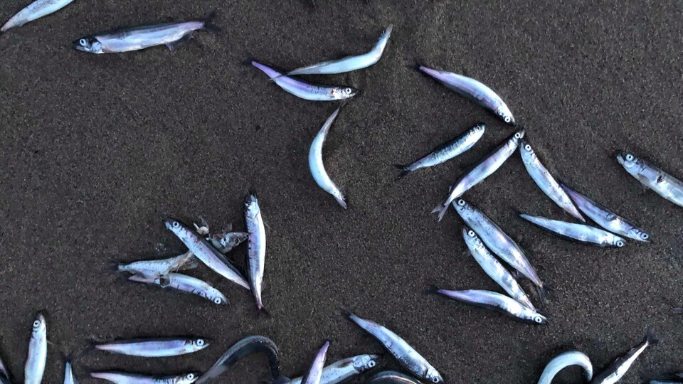 Le capelan, ce petit inconnu du grand fleuve, de retour sur les plages ...