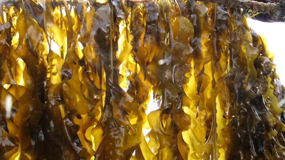 Développer le potentiel des algues sur la Côte-Nord