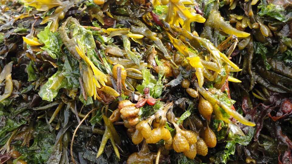 Du bioplastique composé d'algues