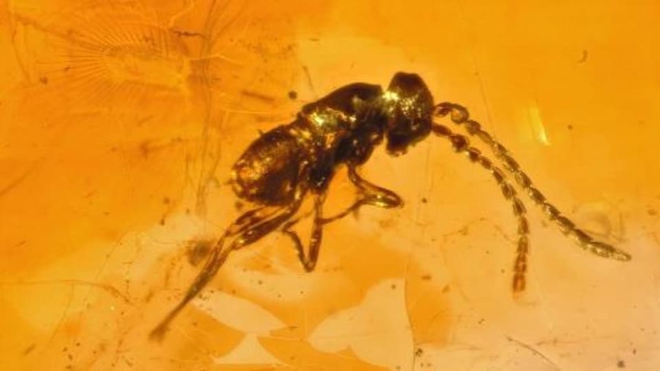 Des insectes vivant à l'ère des dinosaures sont découverts en Saskatchewan