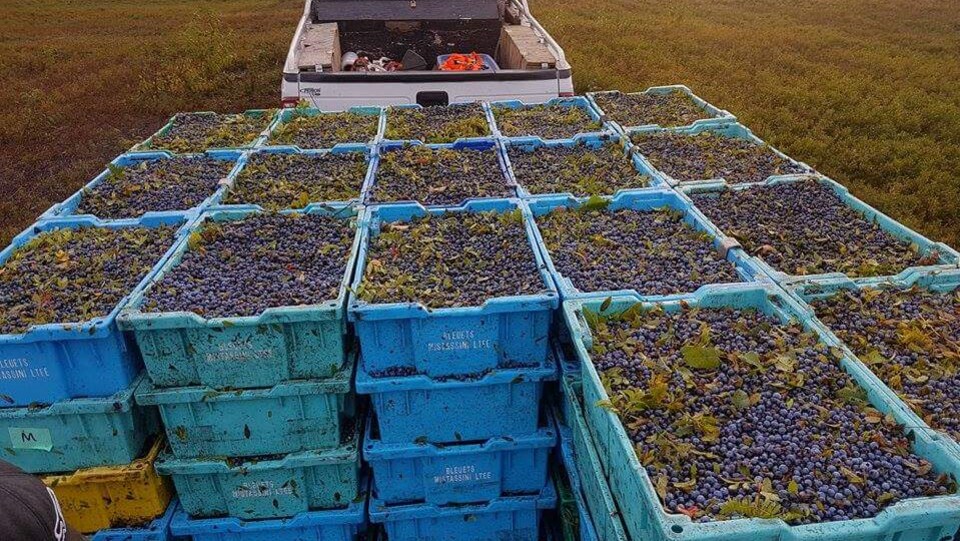 Le prix du bleuet déçoit les producteurs de la Côte-Nord | Radio-Canada.ca