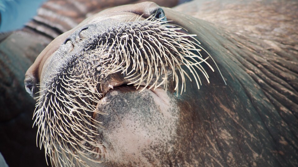 Boris, Lakina et Balzak, les morses de l'Aquarium, déménagent