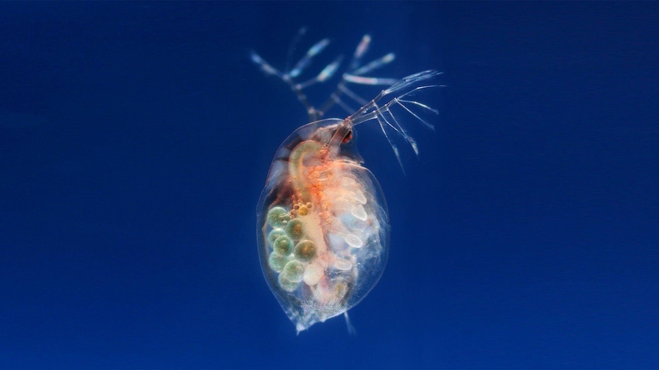 La daphnie, un microcrustacé d'une résilience remarquable