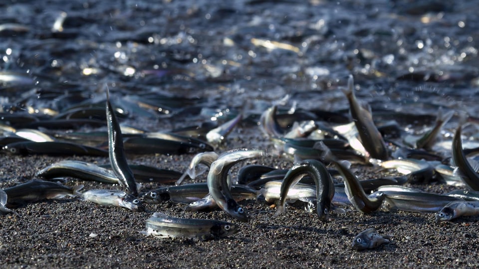 Le capelan roule sur la Côte-Nord