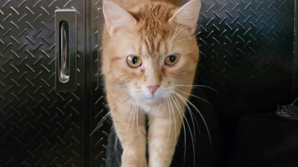 Ils accueillent sept chats de la SPCA évacués