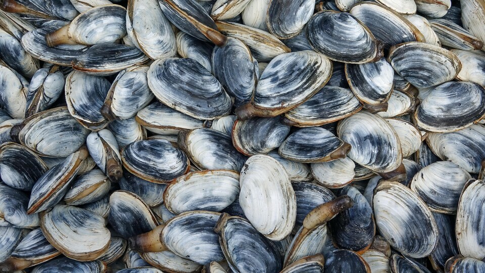 Bassin aux Huîtres : le fédéral délaisse le suivi du secteur coquillier ...